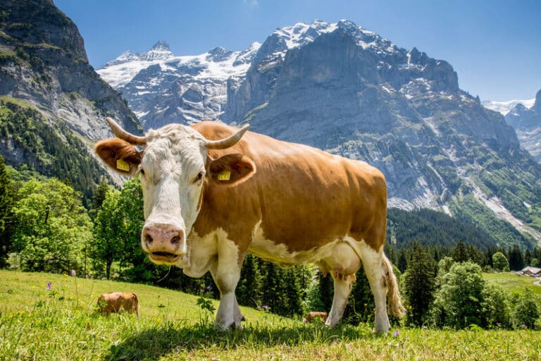 The Ultimate List of Things to Do in Grindelwald | Holidays to Switzerland